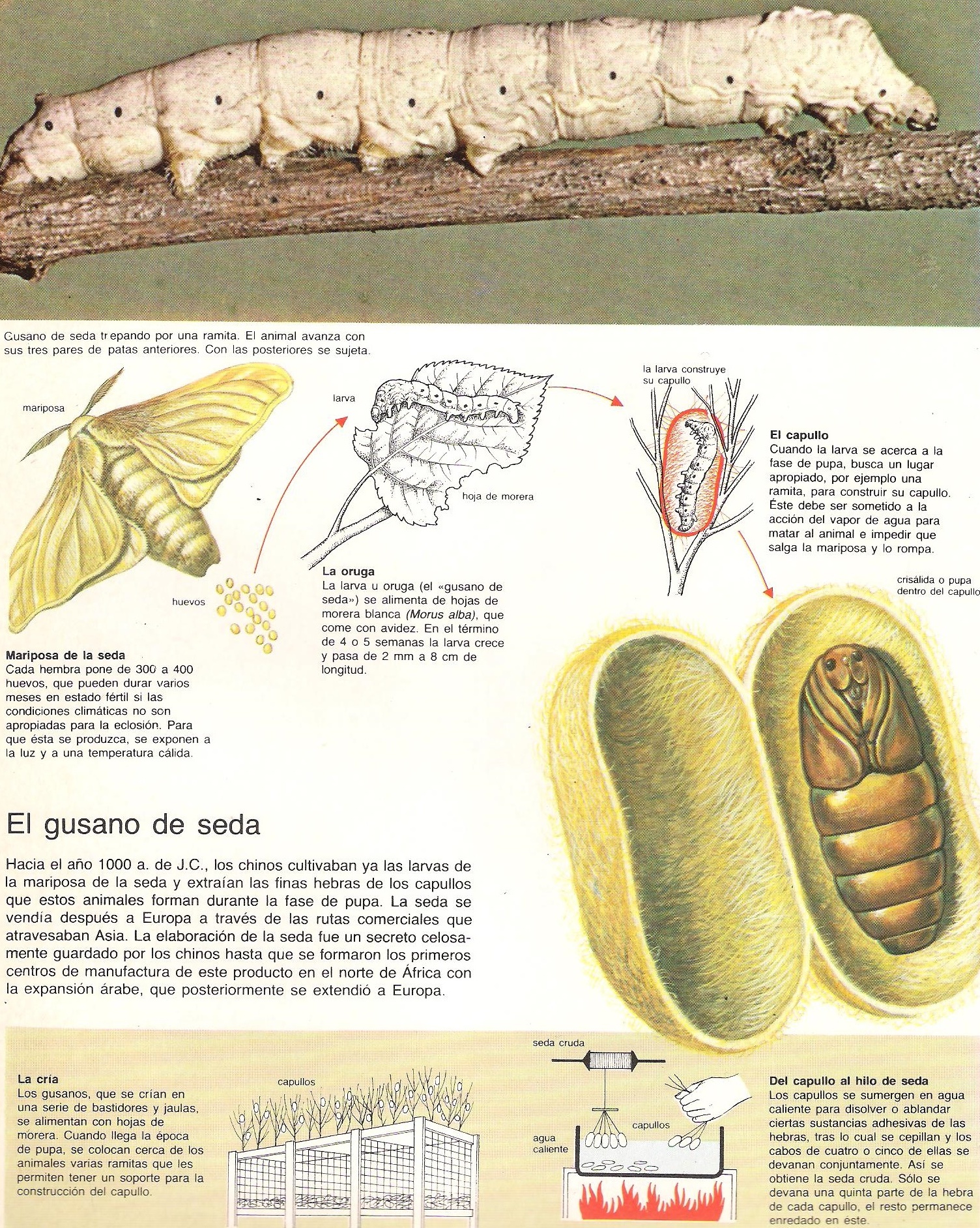Gusanos